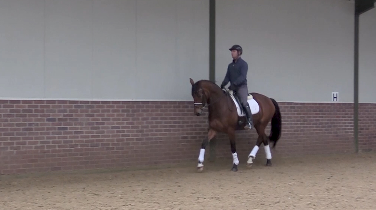 Elevate your trot without tension and pressure - TRTmethod